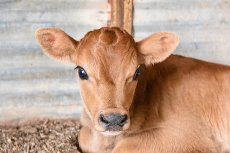 Adorable Newborn Calf - Odd Cattle Rustlers - Oswald Vineyard